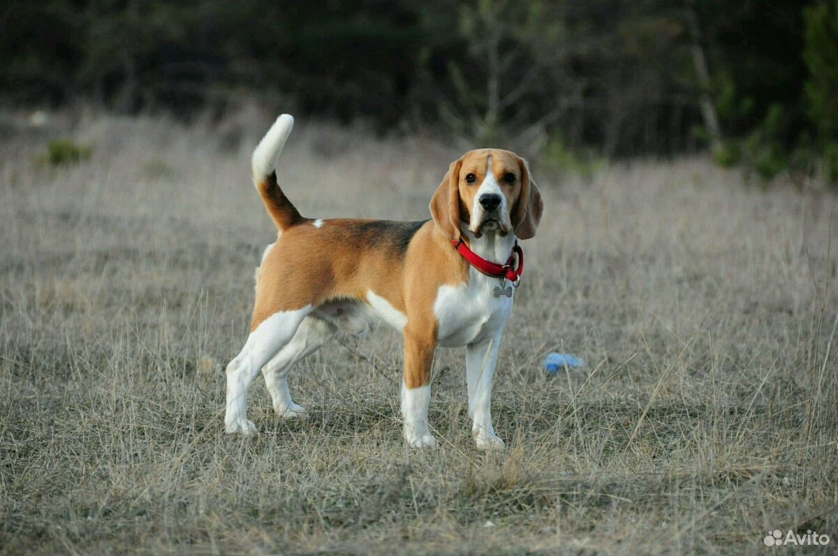 Племенной кобель. Бигль