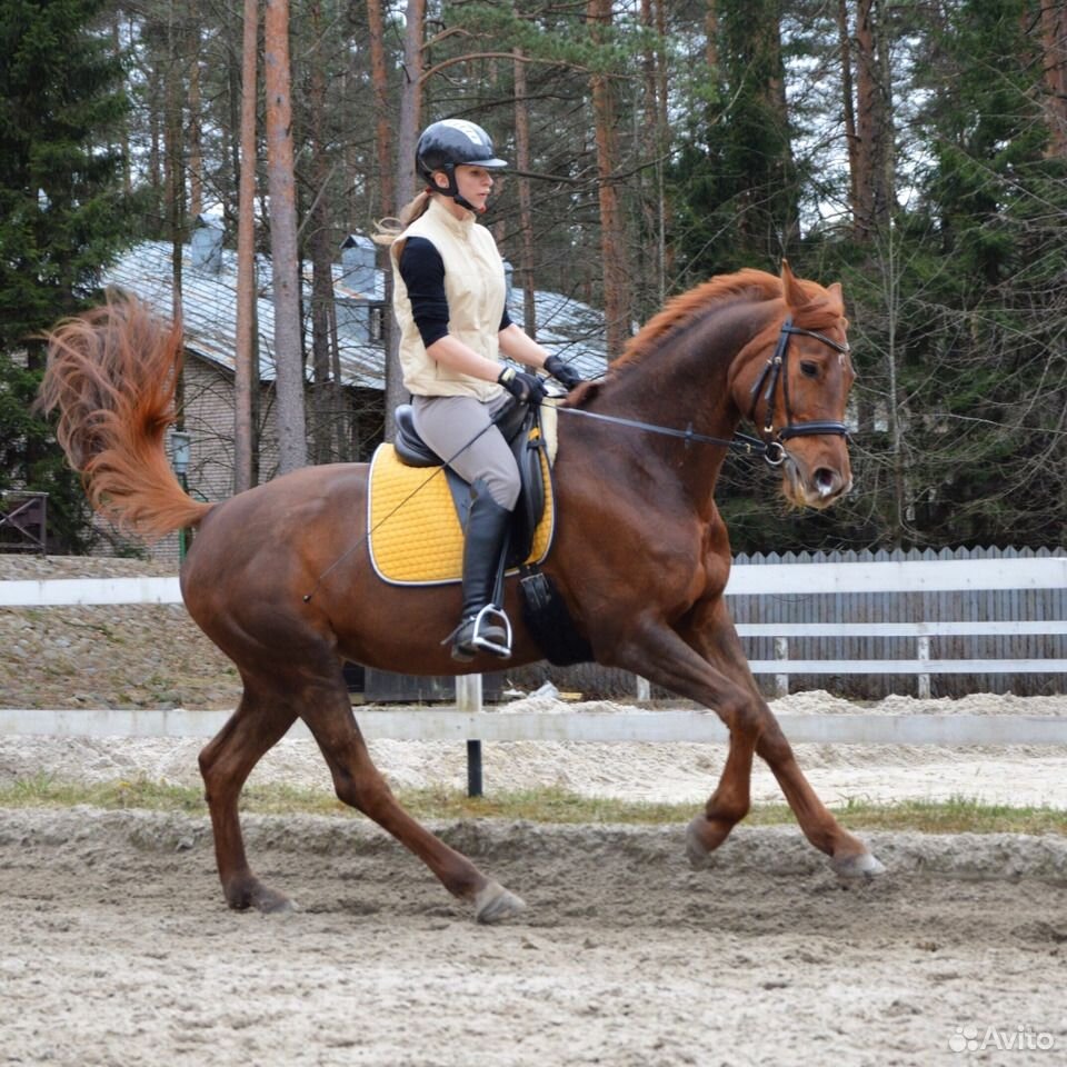 Стартующая кобыла, север Спб