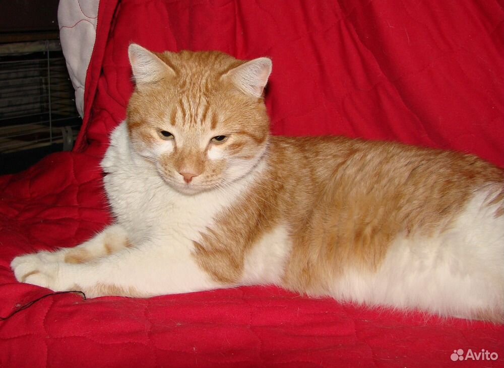 Плюшевый красавчик - кот Пишо - только для Вас