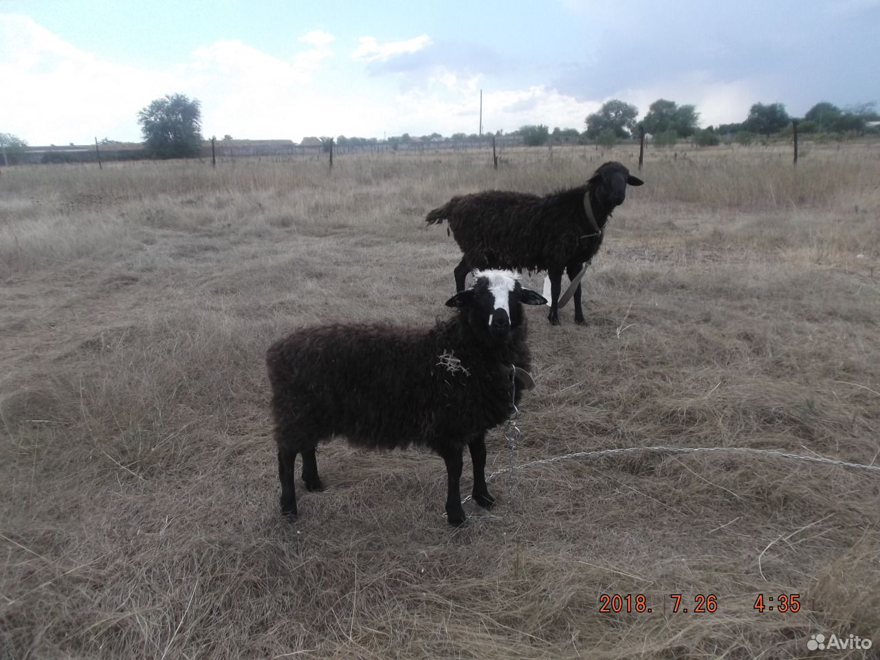 Козы,бараны,утки,куры