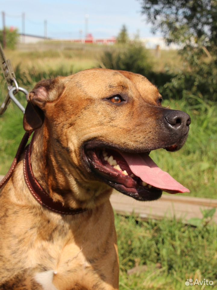 Молодой Сабур в добрые руки