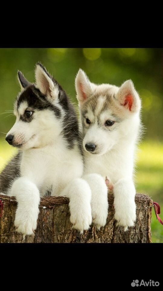 Щенки хаски, питомник