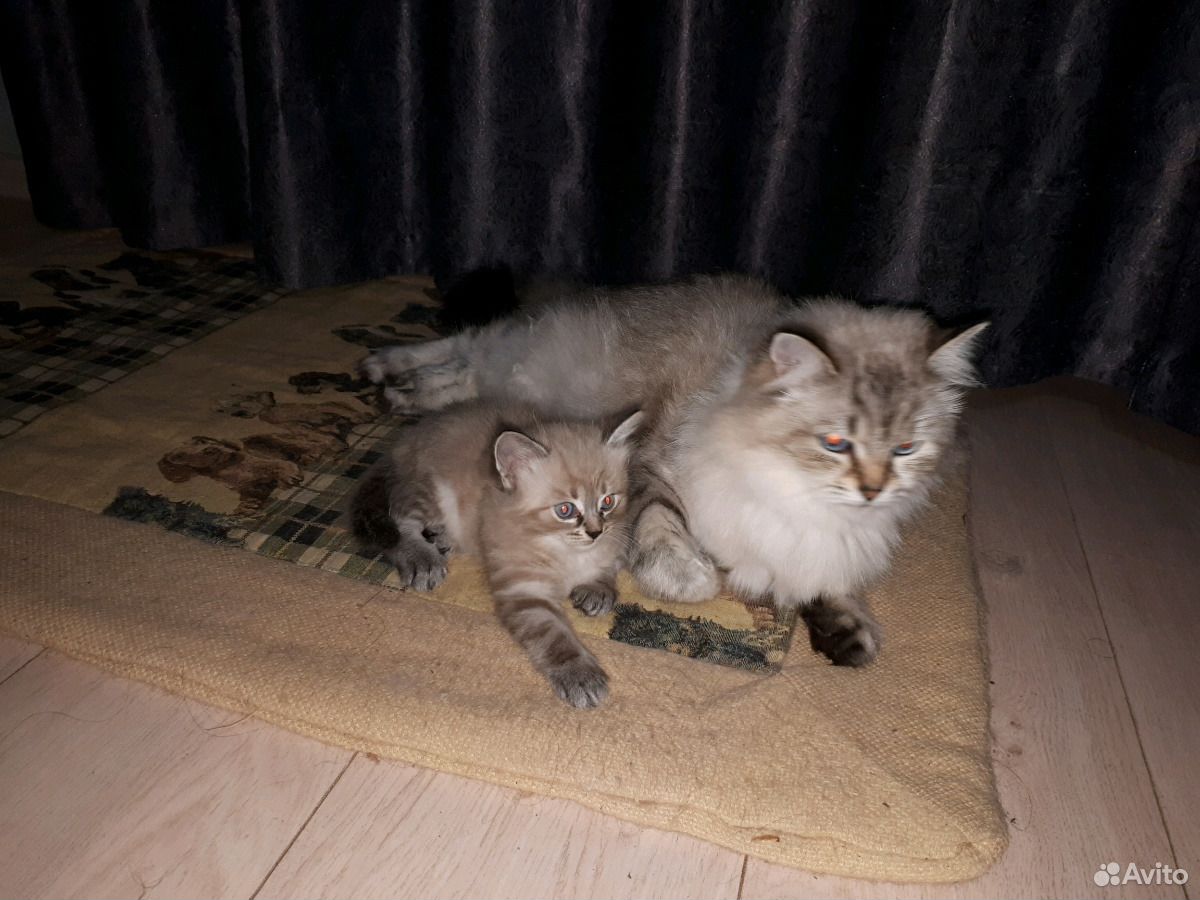 Котята невская маскарадная