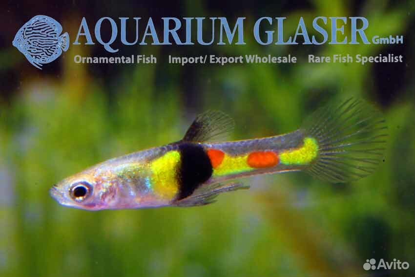 Аквариумные рыбки Гуппи Эль-Тигра Кампома редкая р
