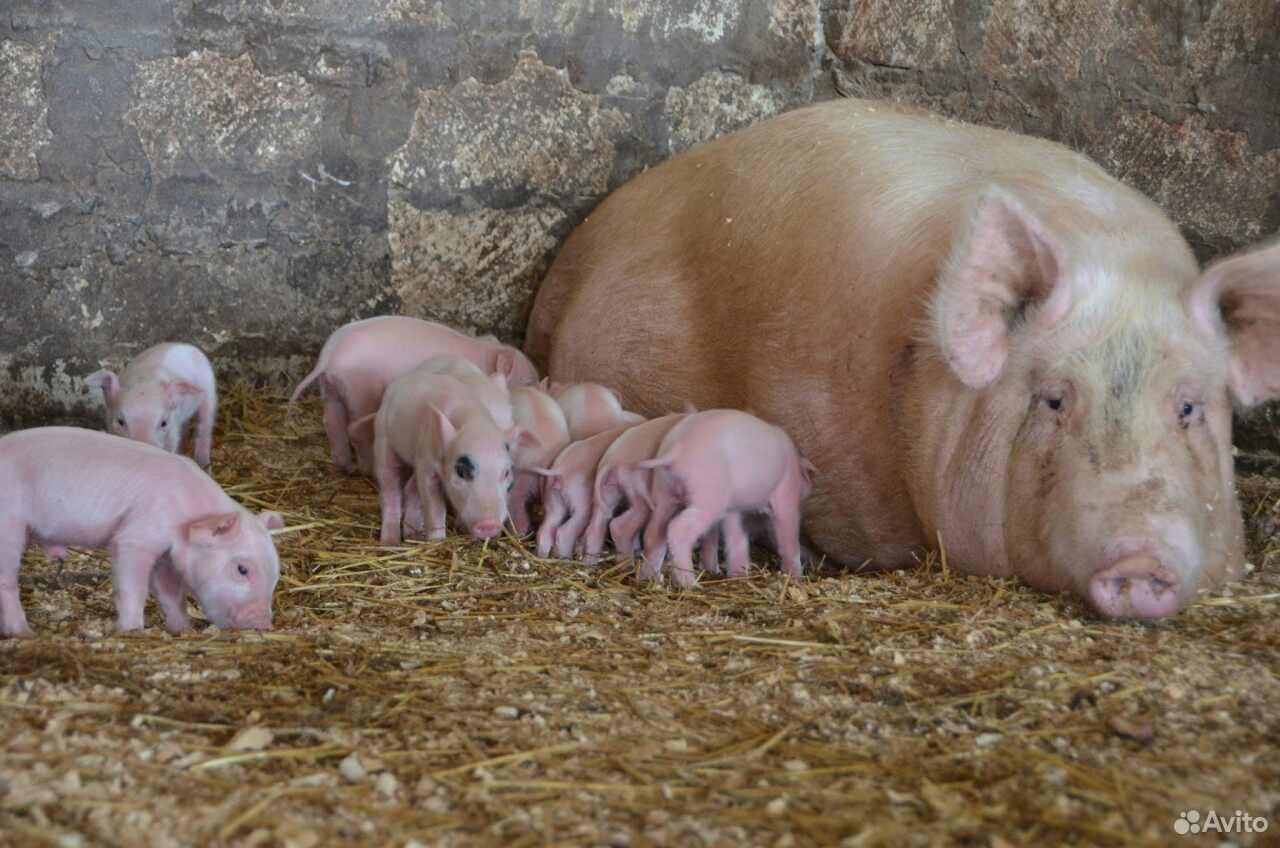 Продам поросят