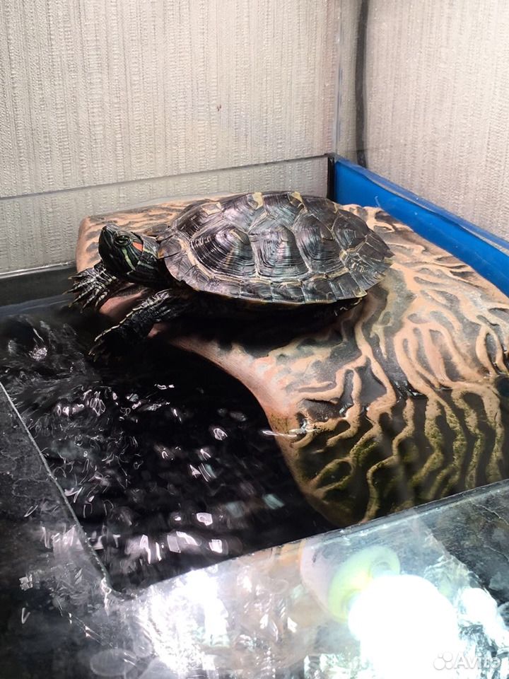 Отдам 2 красноухие черепахи в добрые руки