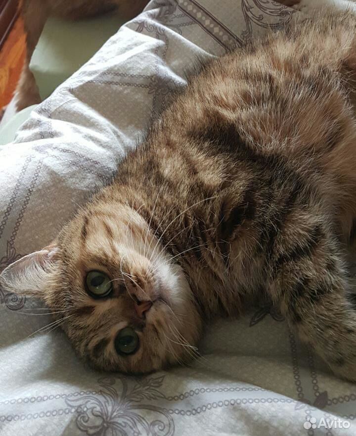 Шотландский страйт мальчик Микки