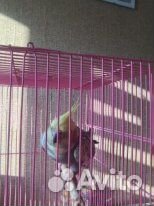 Попугай карелла