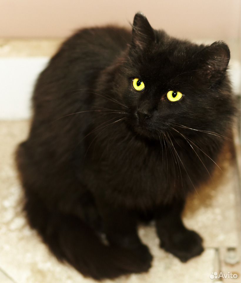 Черный красавец