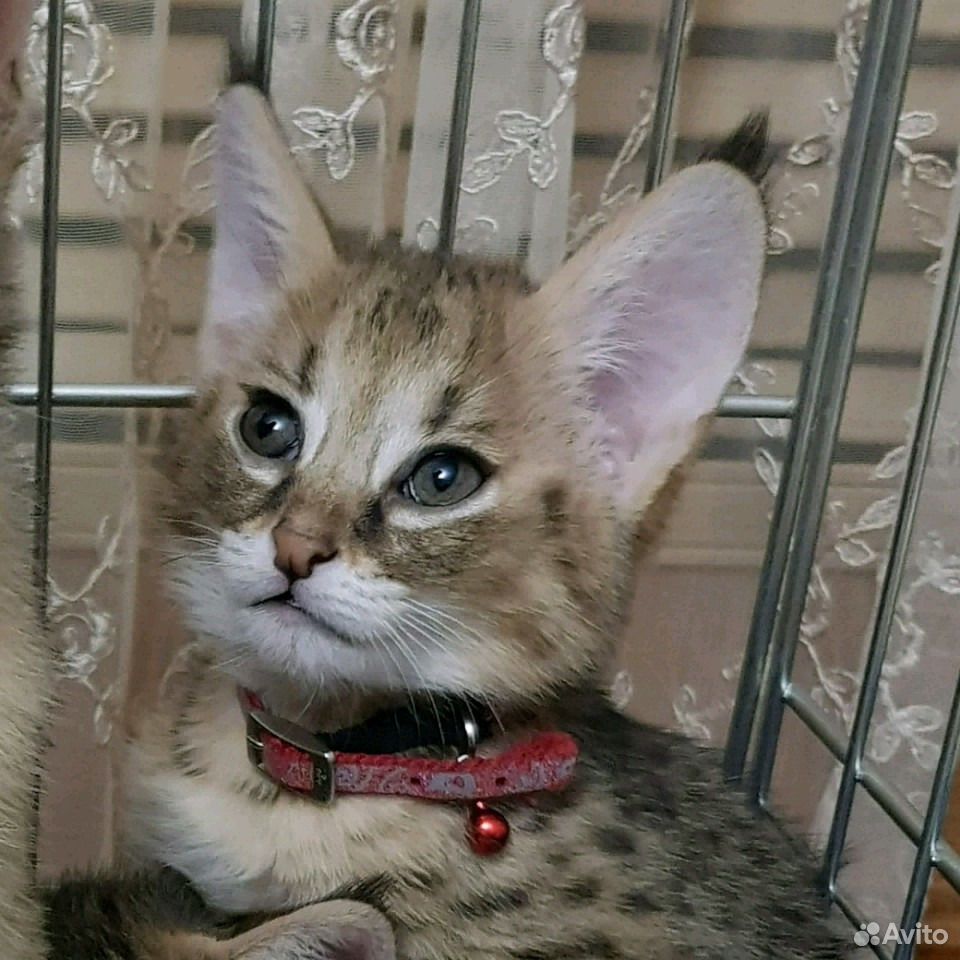 Кошки и коты породы Чаузи ф1