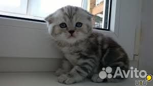 Котятки вислоушки
