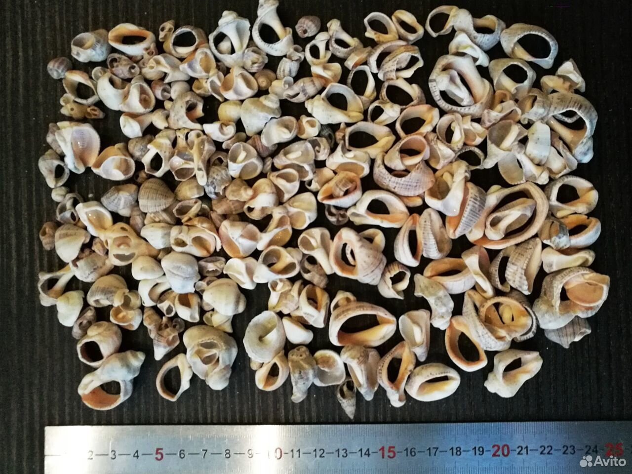 Набор ракушек (рапаны с отверстиями)