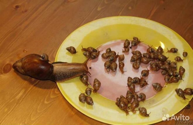 Улитки Ахатины