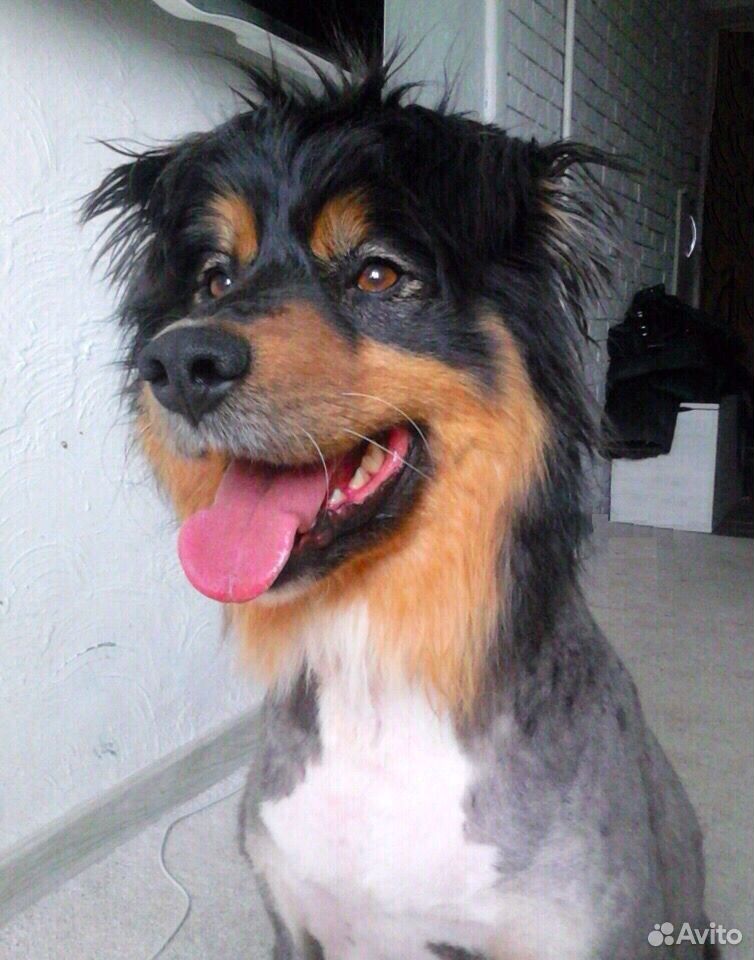 Чупа- очей очарование)