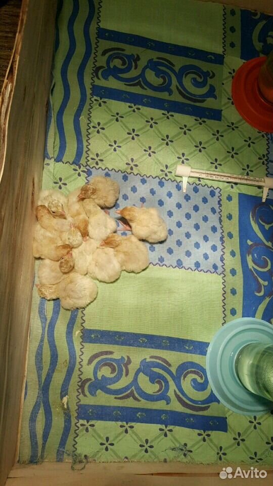 Индюшата Виктория и Белые широкогрудые