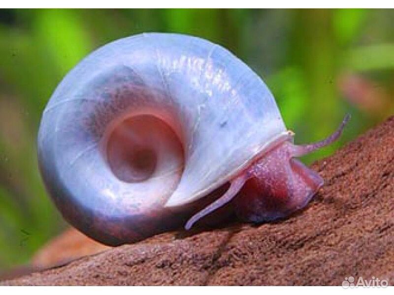 Улитка катушка голубая и розовая