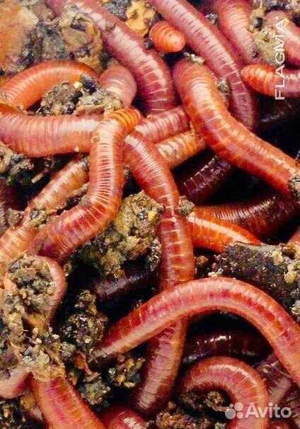 Калифорнийские черви