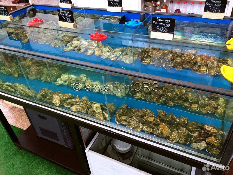 Аквариум витрина для устриц и морепродуктов. Новая