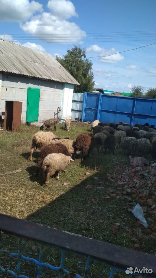 Овечки бараны на курбан