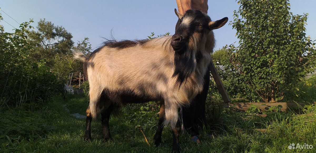 Услуги козла