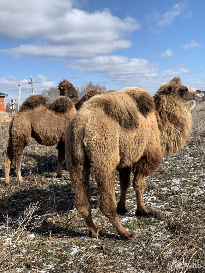 Верблюды продажа