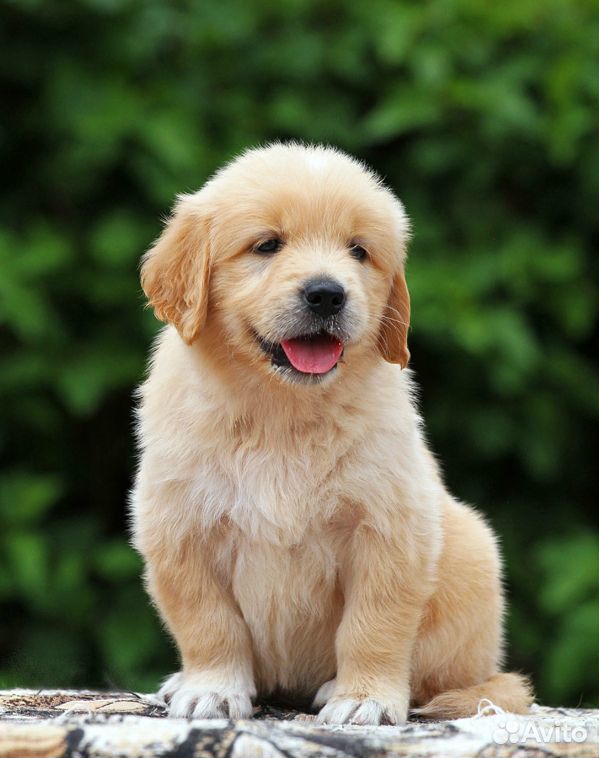 Рыжие щенки золотистого ретривера