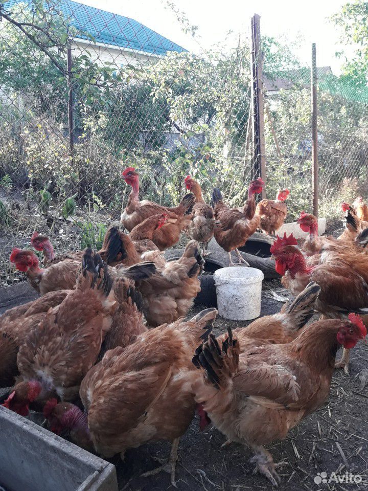 Птица домашняя