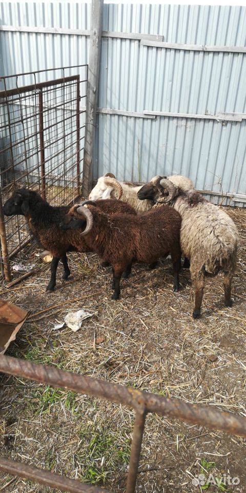 Баранчики на мясо