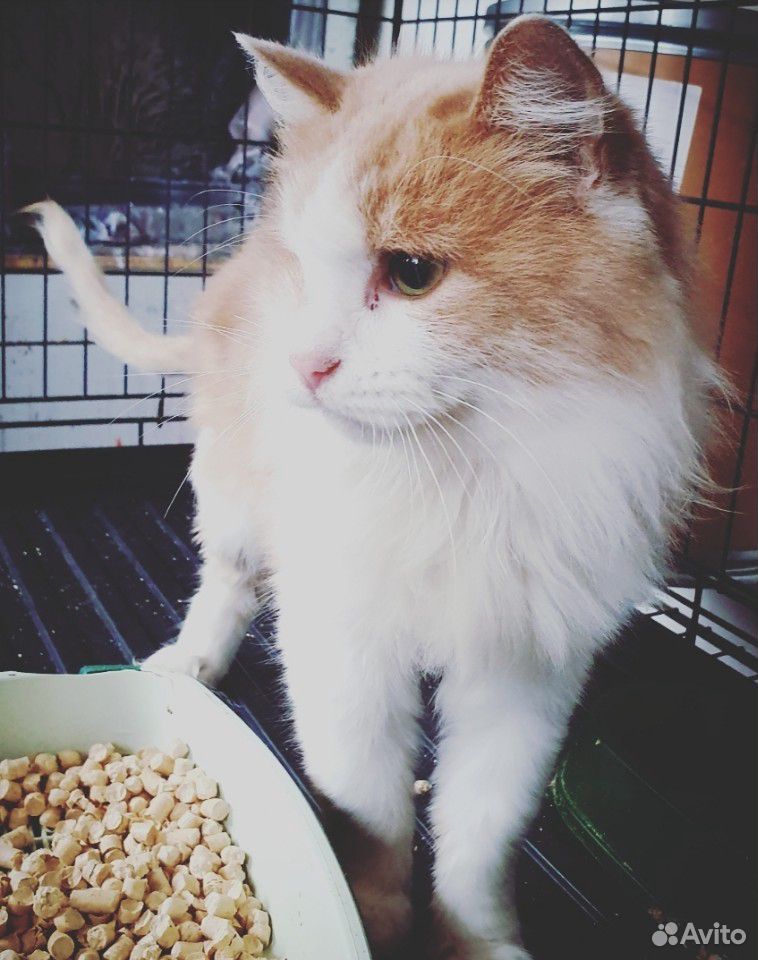 Кот ищет дом