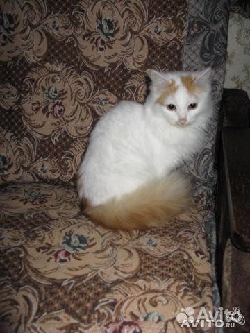 Красавчик Элвис 2 года в надежные руки