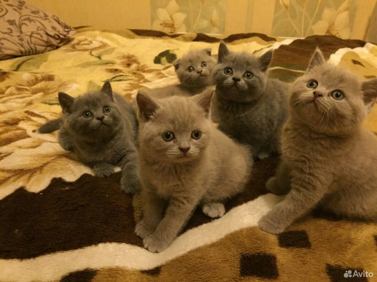 Британские котятки