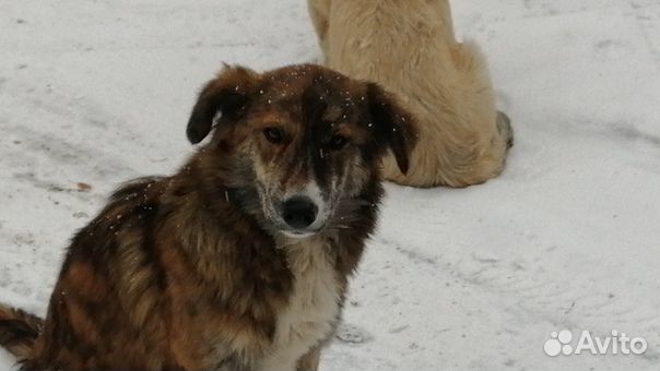 Щенок подросток