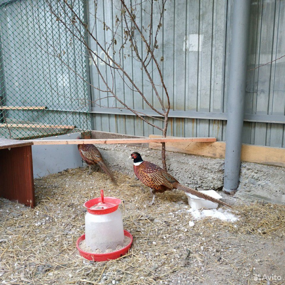 Охотничьи фазаны