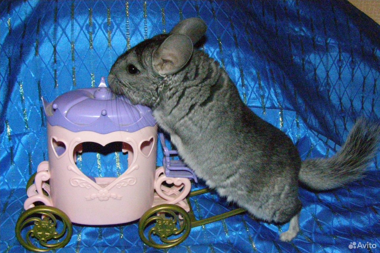 Шиншилла девочка 6 месяцев