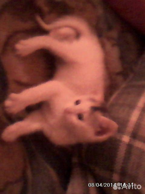 Белый котик