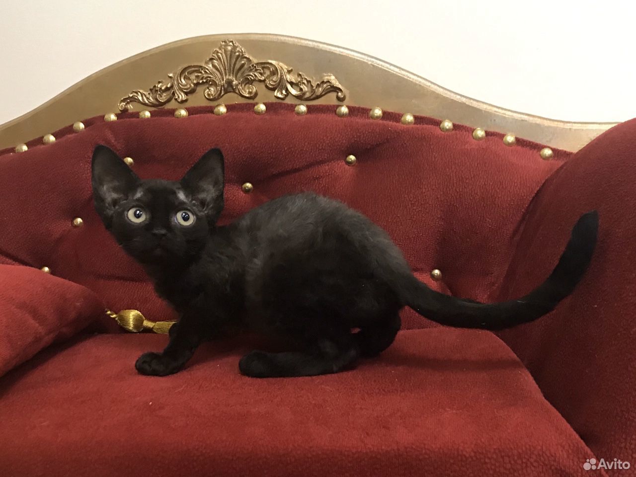 Девон рекс девочка Блэк Долл