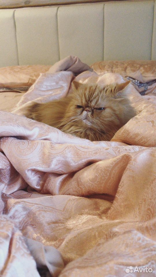 Ищу кота для вязки с персидской Кошкой