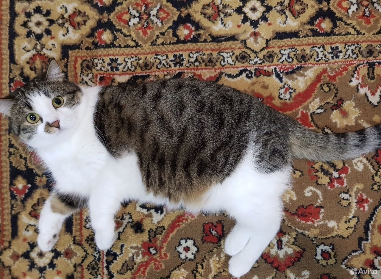 Кошка бесплатно