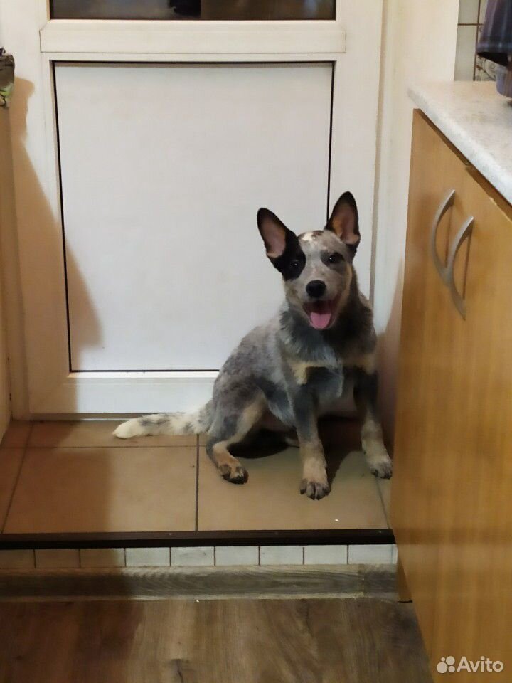 Щенки Австралийского Хилера (кэттл дог)