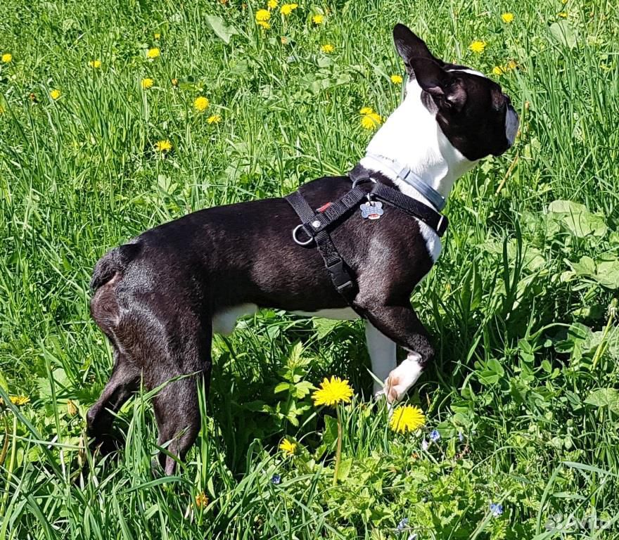 Вязка Бостон-терьер