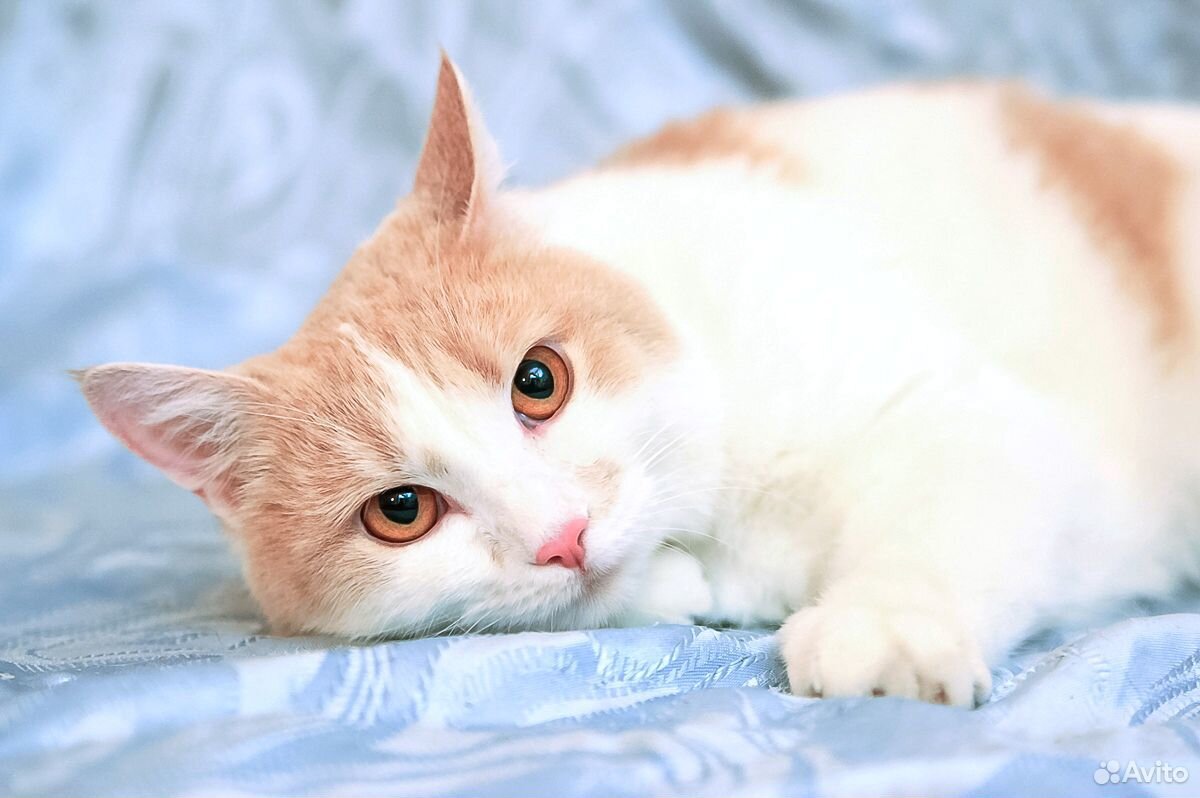 Юнона красивая кошка
