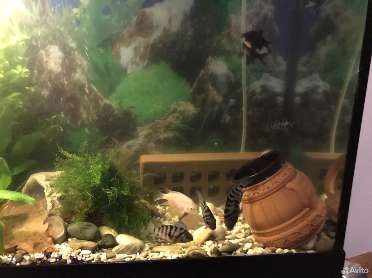 Рыбки аквариумные