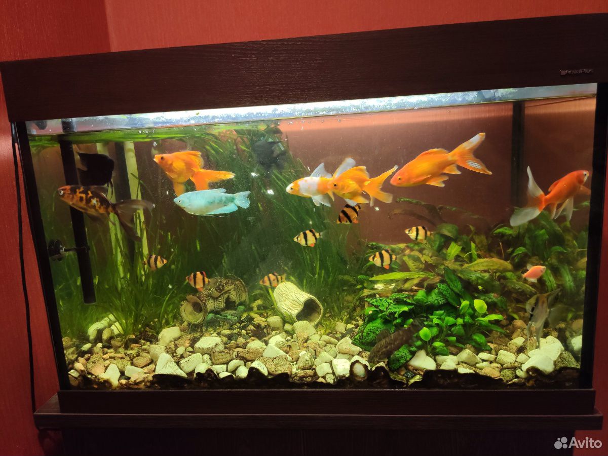 Аквариум 200 л. с рыбками