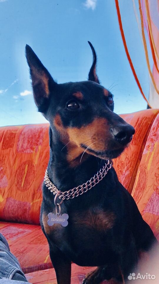 Элитный идеальный воспитанный кобель для вязки