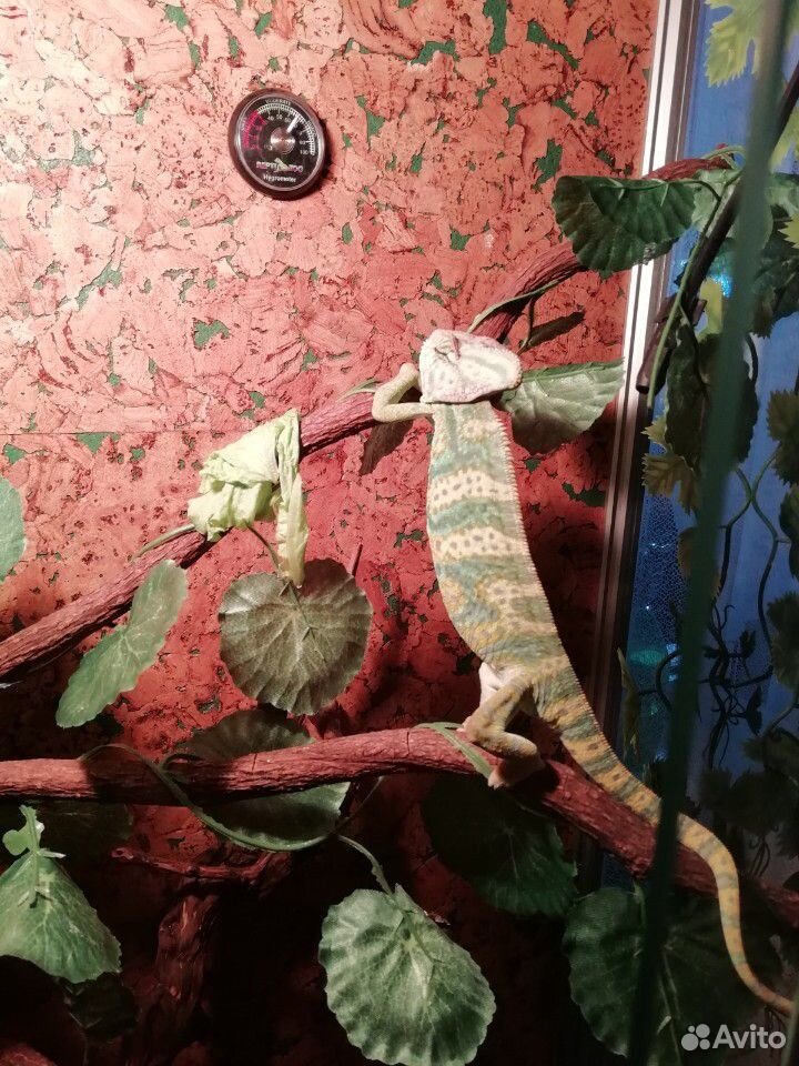 Хамелеон с терариумом