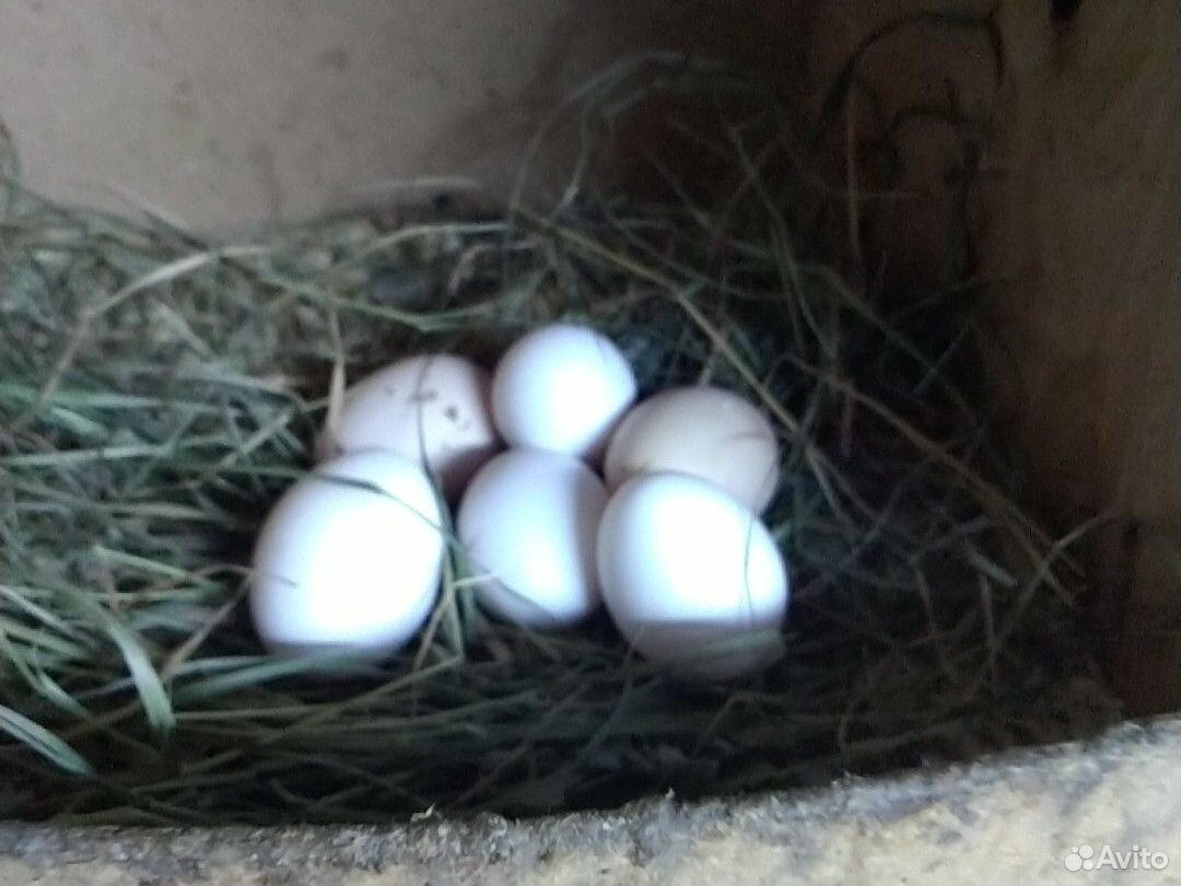 Продаю яйцо,от домашних кур