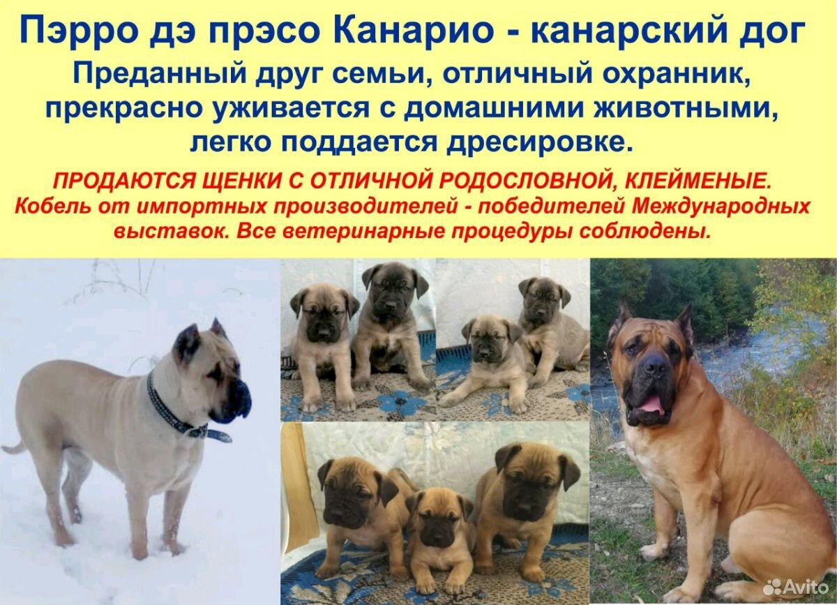 Щенки канарского дога