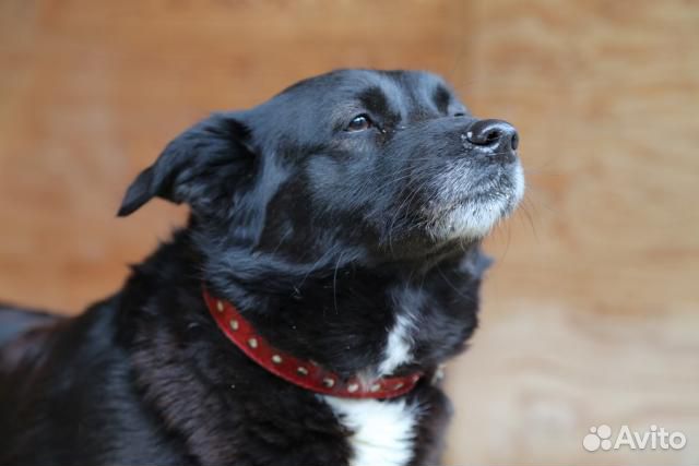 Собака ищет дом