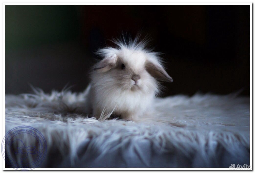 Сиамский львиноголовый карликовый крольчонок