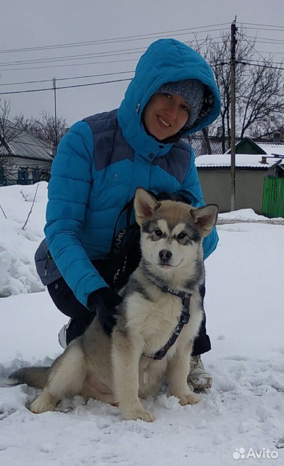 Малыши Аляскинского Маламута
